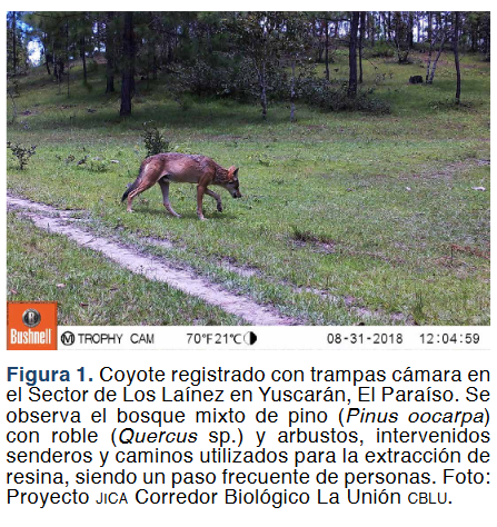 Distribución potencial y notas acerca de coyote (Canis lantra) en ...